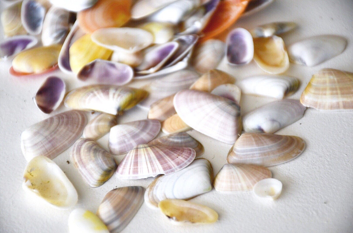 50 Donax Shells, Purple Shells, Coquina Seashells, Small Shells, Purple ... 50 Donax Shells, Purple Shells, Coquina Seashells, Small Shells, Purple ...