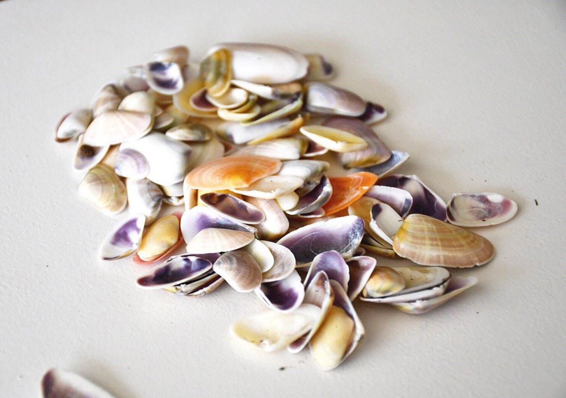 50 Donax Shells, Purple Shells, Coquina Seashells, Small Shells, Purple ... 50 Donax Shells, Purple Shells, Coquina Seashells, Small Shells, Purple ...