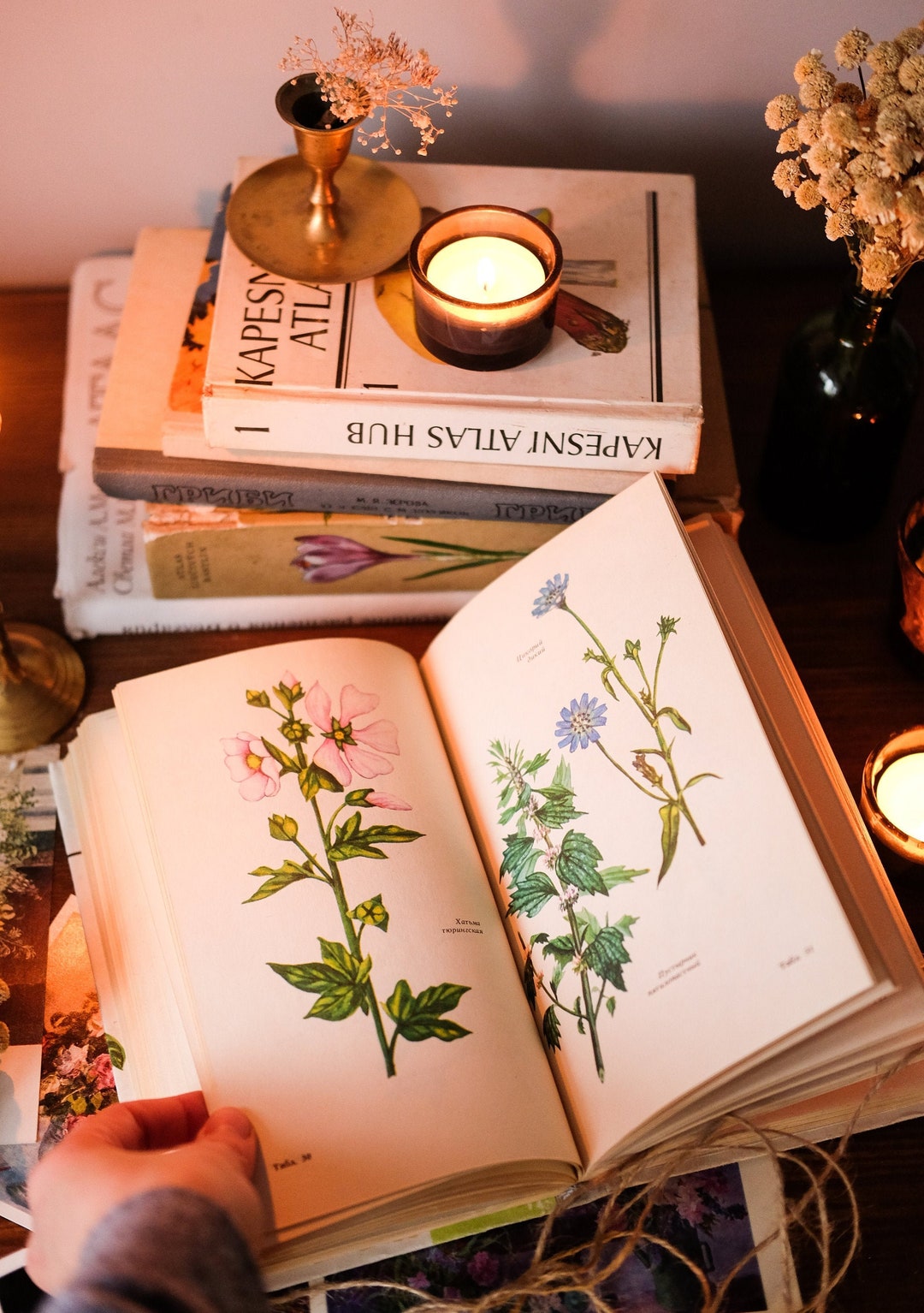 Vintage Soviet Botanical Books With Color Illustrations. Guide - Etsy