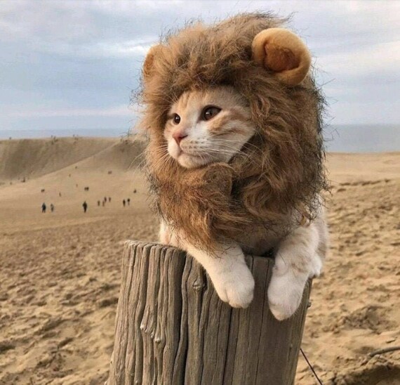 Cats In Cute Costumes