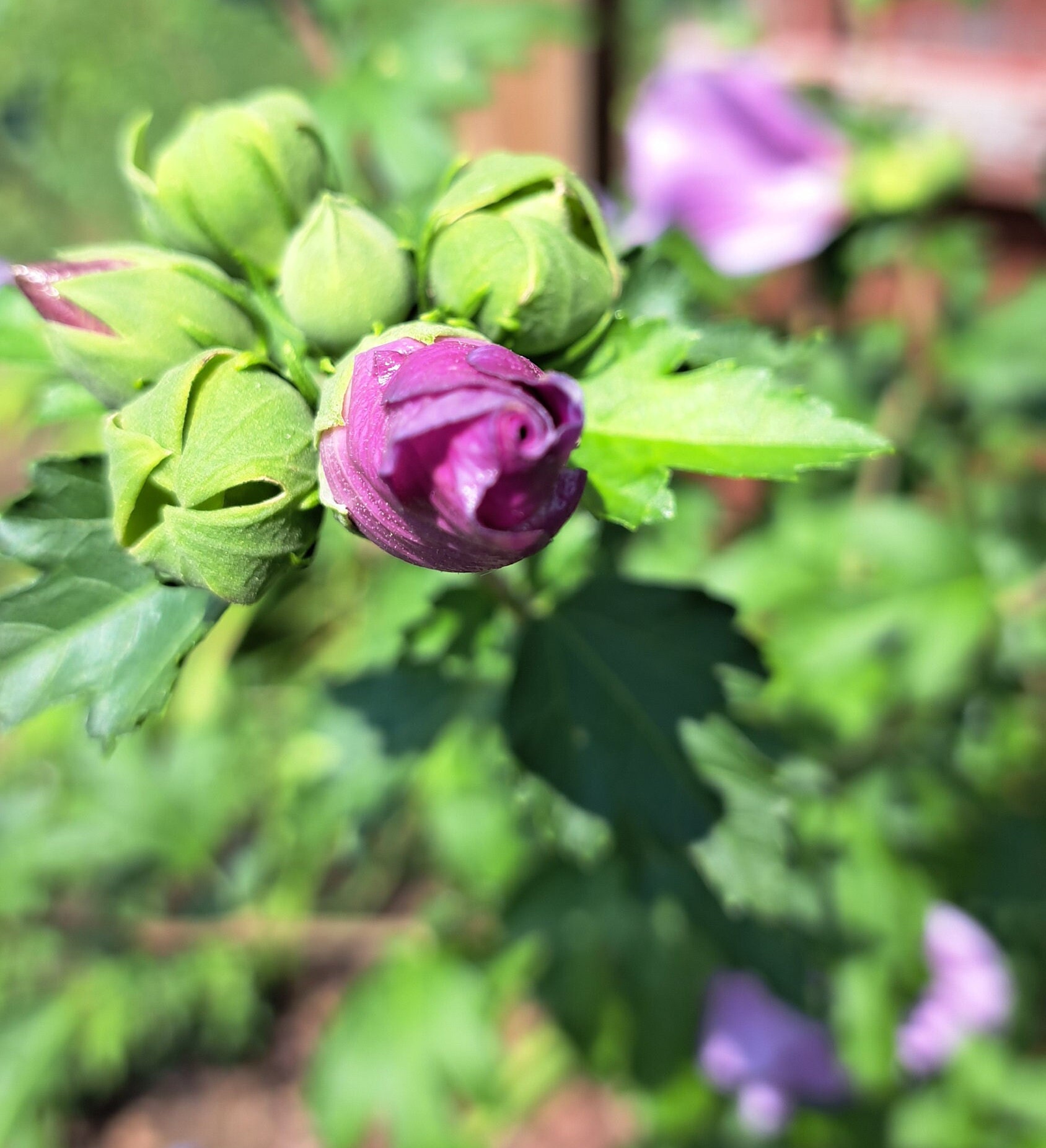 40 Rose of Sharon Seeds Pink Minerva Althea - Etsy