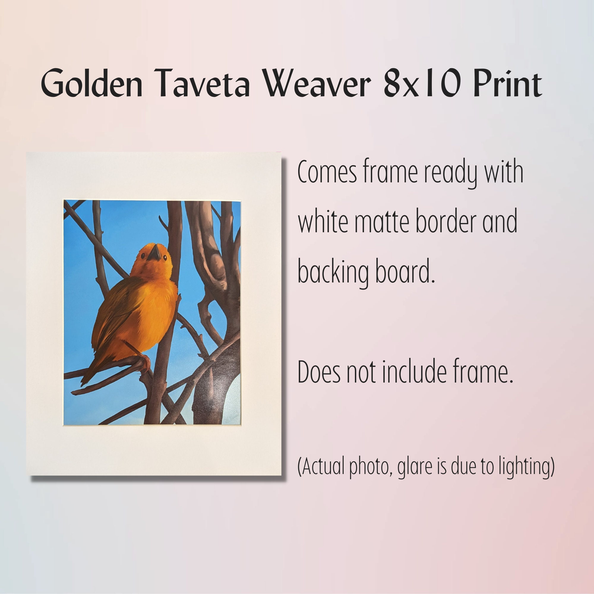 Golden Taveta Weaver Print: 8x10 Bird Painting - Etsy