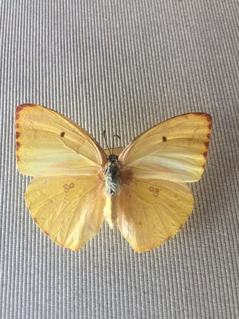 Butterfly From Kenya - Etsy