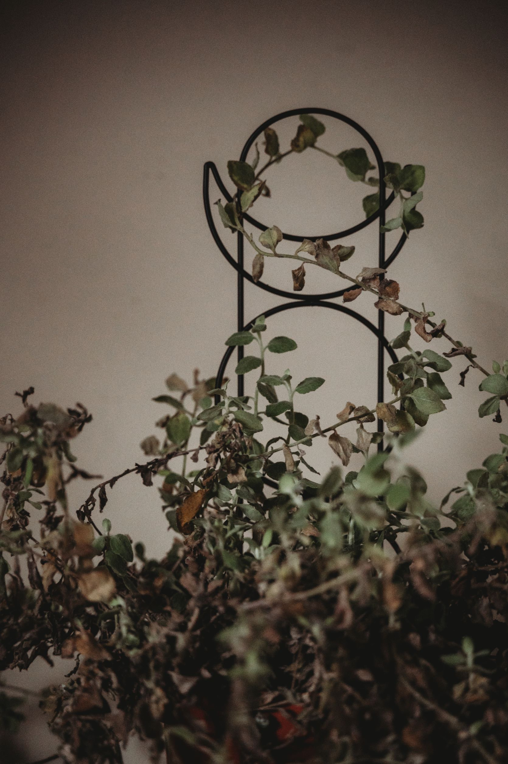Metal Moon Phase Plant Trellis: Witchy Plant Lover Gift, 21" - Etsy