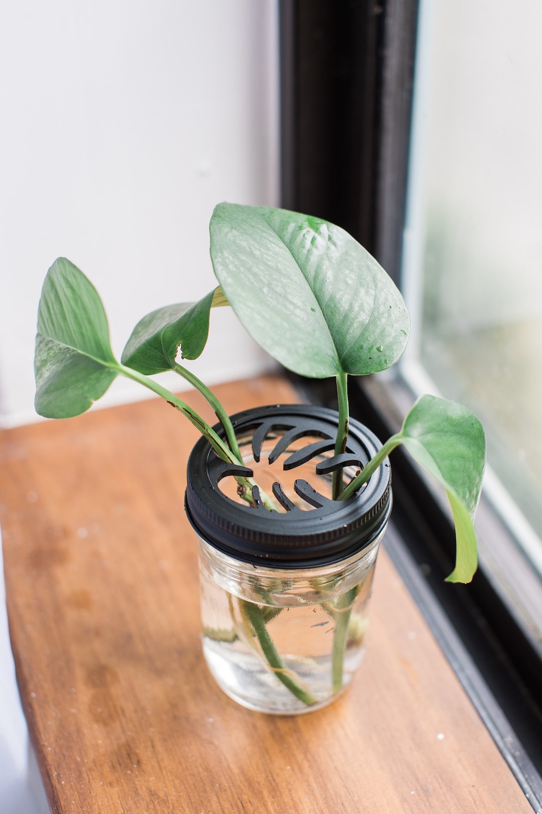Mason Jar Propagation Topper: Plant Cuttings Lid Insert- Whimsical ...