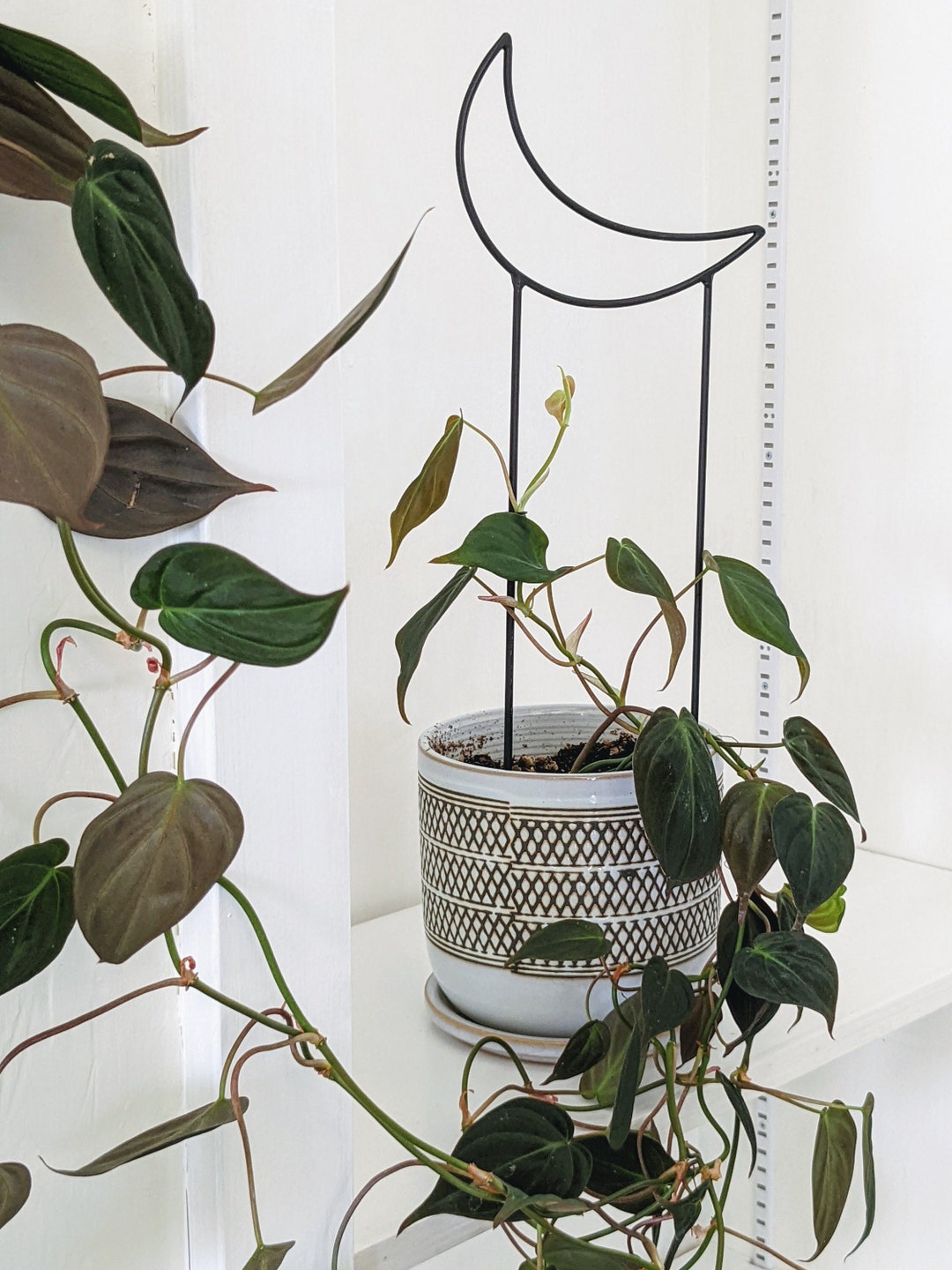 Crescent Moon Plant Trellis - Perfect for Halloween - Indoor & Outdoor ...