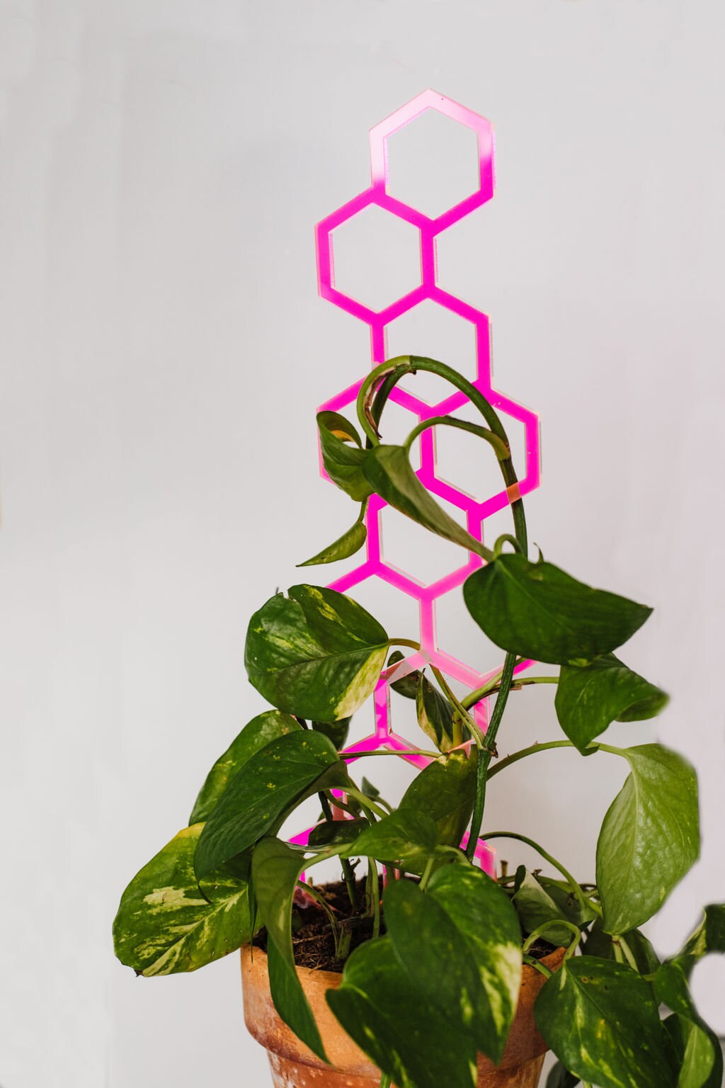 Plant Trellis Pink Trellis Large Honeycomb Houseplant | Etsy
