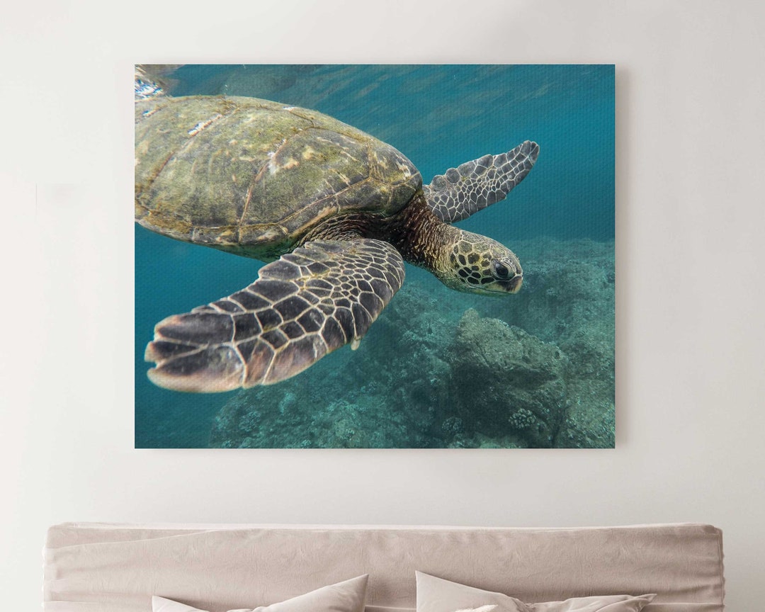 Turtle Painting Home Decor Multicolor Picture for Home Ocean Design 5 ...