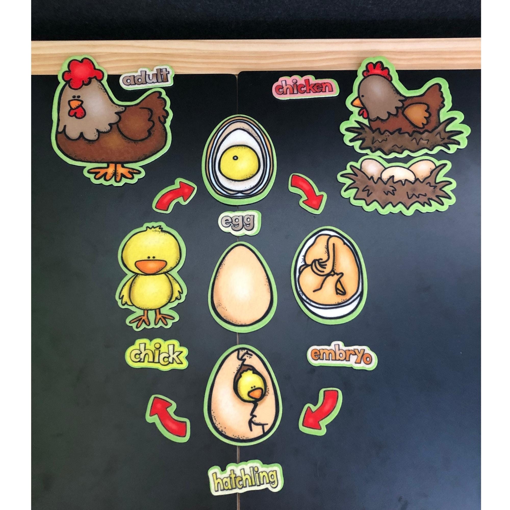 Chicken Life Cycle Montessori Activity Felt Play Set Preschool Sequence ...