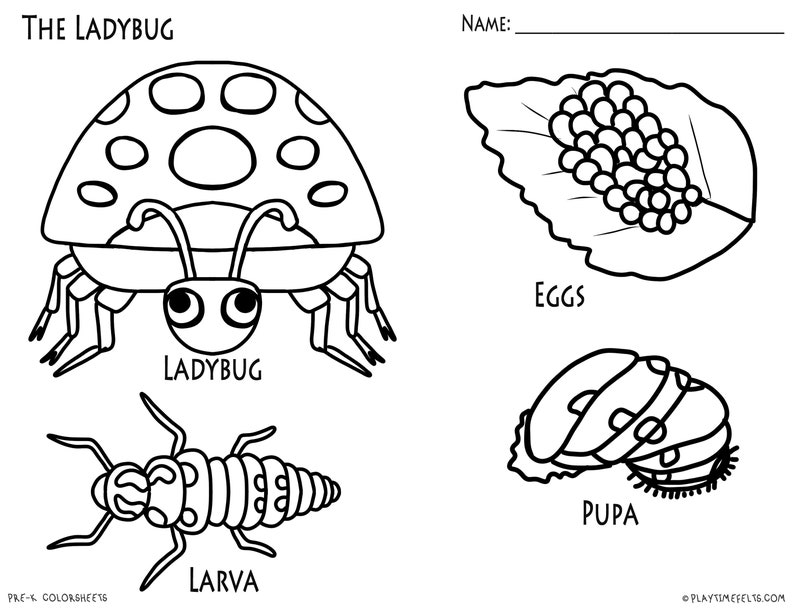Ladybug Life Cycle Prek Worksheets Preschool-kindergarten, Montessori ...