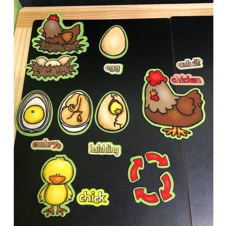 Chicken Life Cycle Montessori Activity Felt Play Set Preschool Sequence ...
