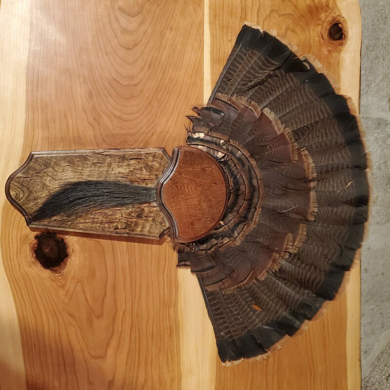Turkey Fan Mount - Etsy