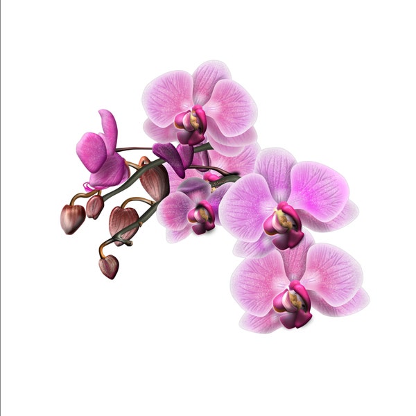 Orchids Svg - Etsy