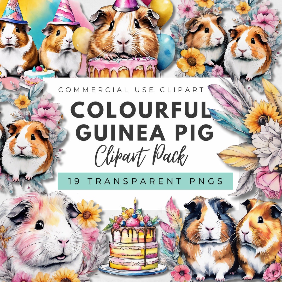 Colorful Guinea Pig Clipart: 19 PNG Graphics for Commercial Use - Etsy