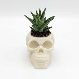 Skull Planter, Gothic, Human Skull Air Plant Holder, Indoor Planter ...