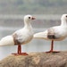 White Seagull Artificial Birds Fake Feathered Foam Birds, Home Tree ...