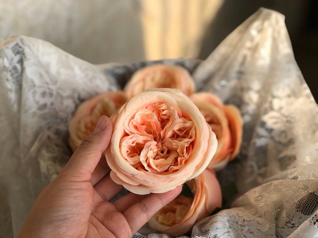 10pcs Cabbage Rose, High Quality Peach Cabbage Roses Austin Silk Rose ...