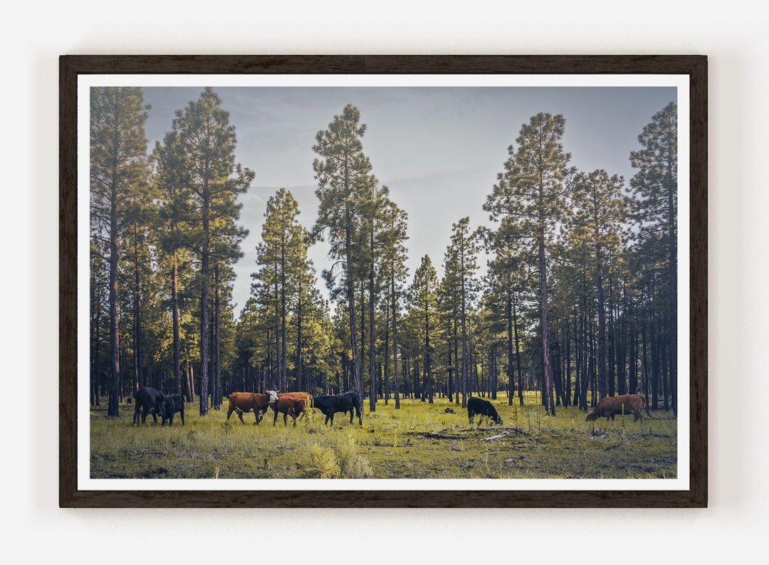 Arizona Cows Photography Print: A1 Mountain Roads Landscape - Etsy