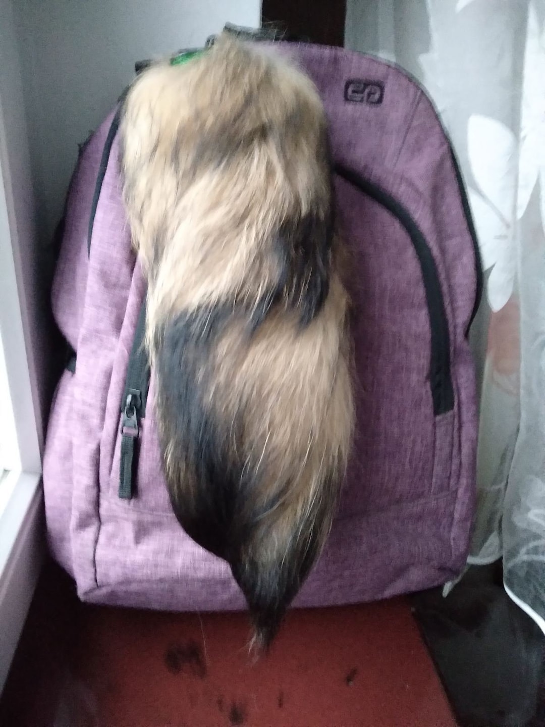 Real Raccoon Tail Raccoon Tail Keychain Keychain of Raccoon - Etsy