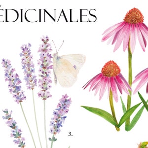 Poster Medicinal Plants Watercolor Therapy Herbal Medicine Botanical ...