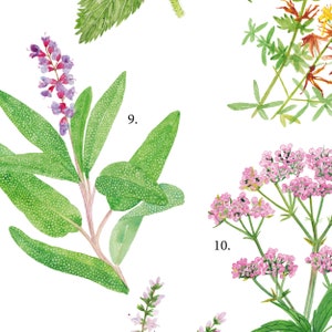 Poster Medicinal Plants Watercolor Therapy Herbal Medicine Botanical ...