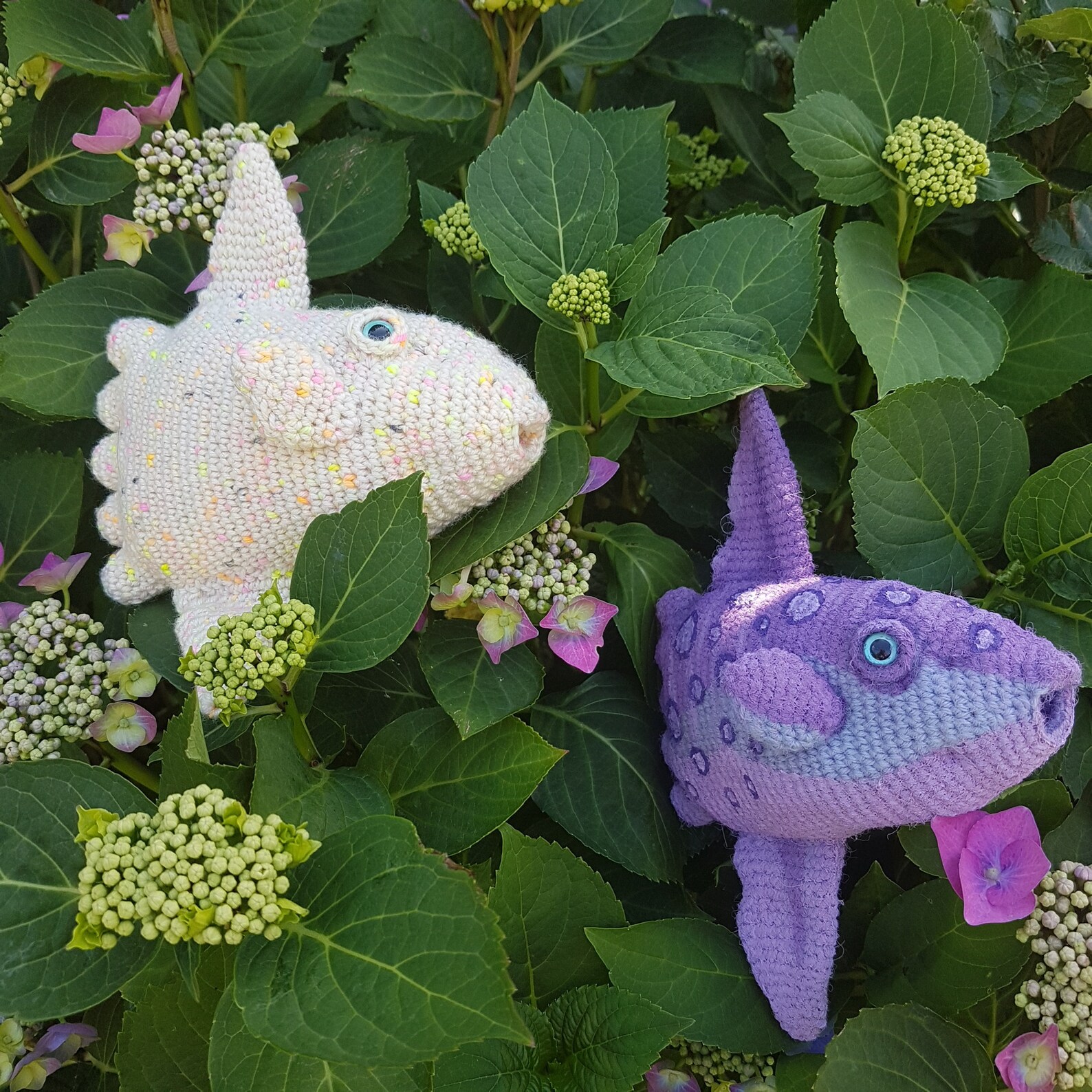 Sunfish pdf Download - Etsy