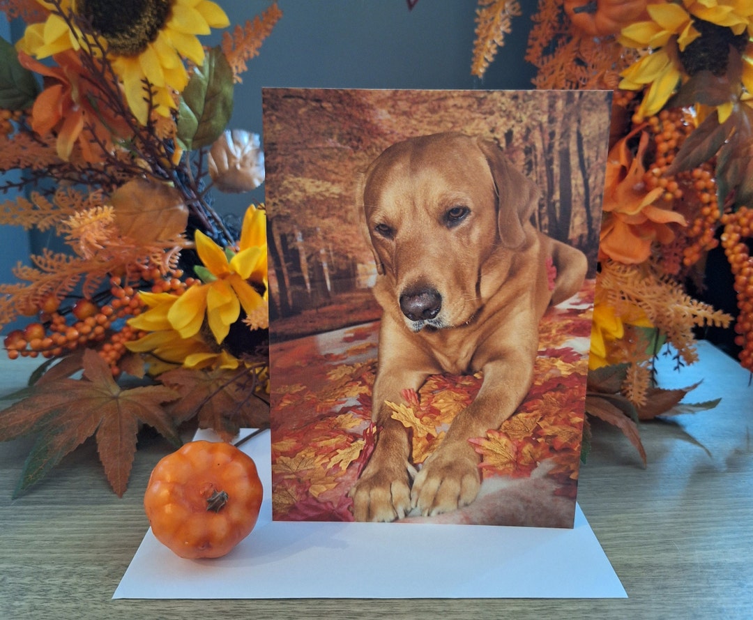 Fox Red Labrador Autumnal/thanksgiving Blank Greeting Card - Etsy