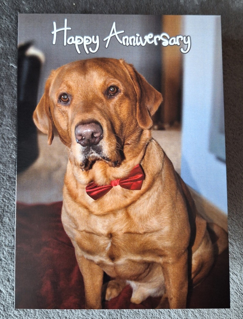 Fox Red Labrador Anniversary Greeting Card - Etsy