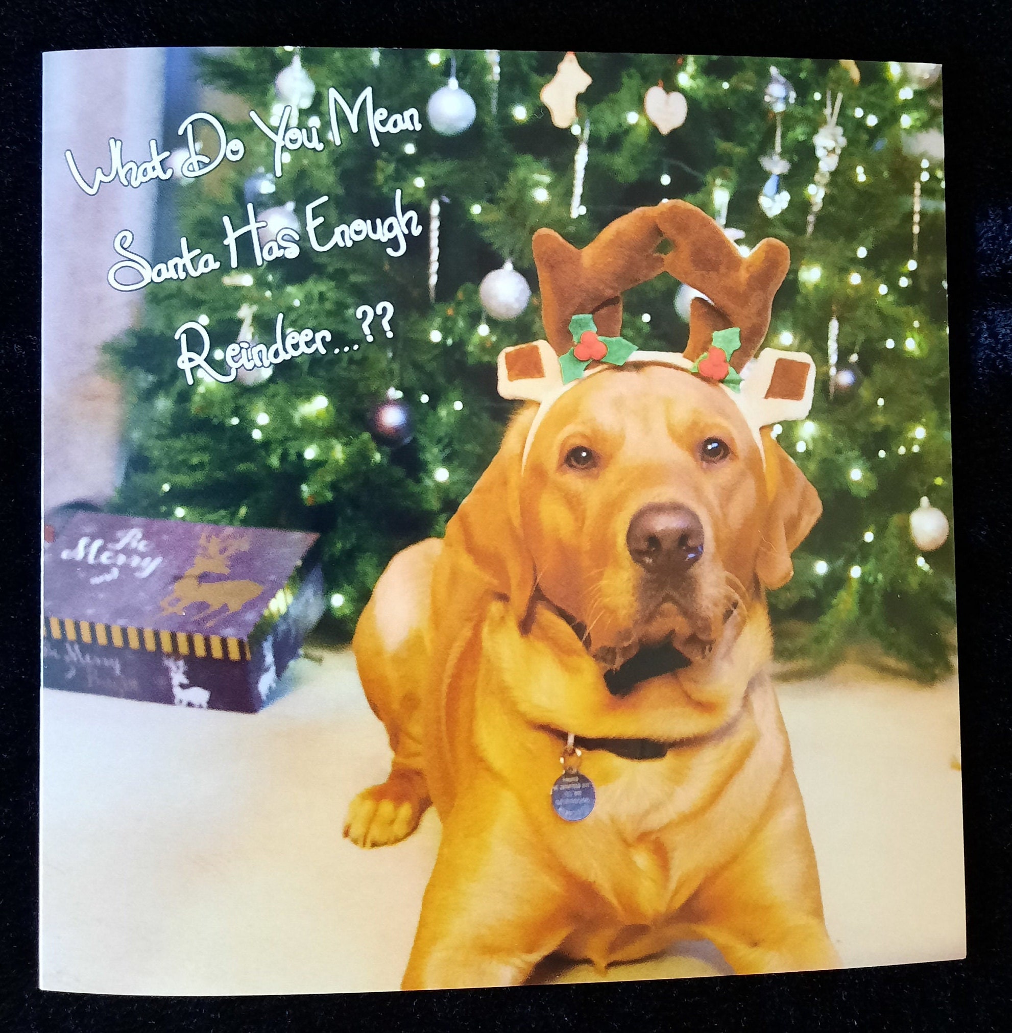 Fox Red Labrador Christmas Card - Etsy