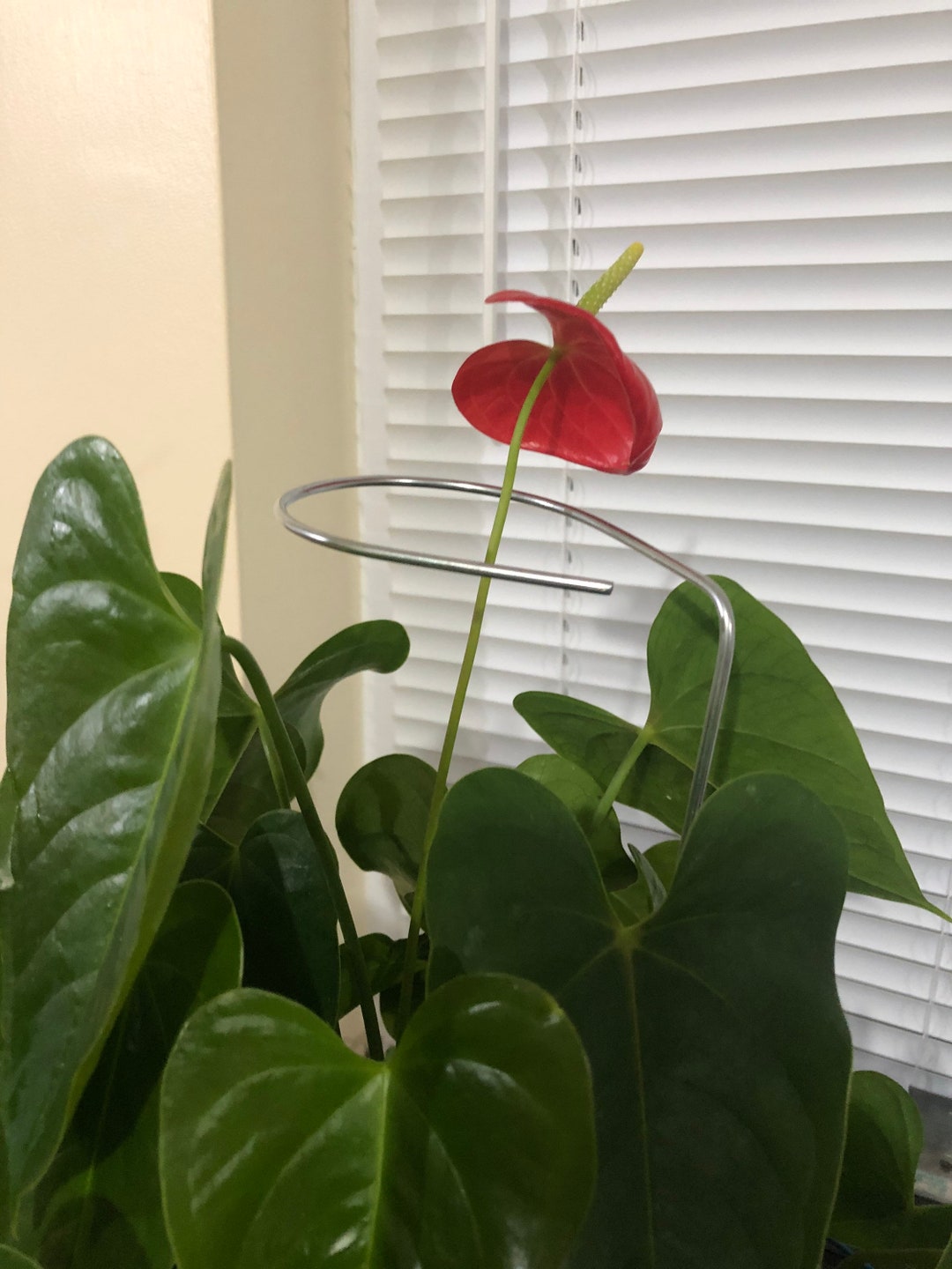 Plant and Stem Horizontal Hoop Support 14inchx3inch - Etsy