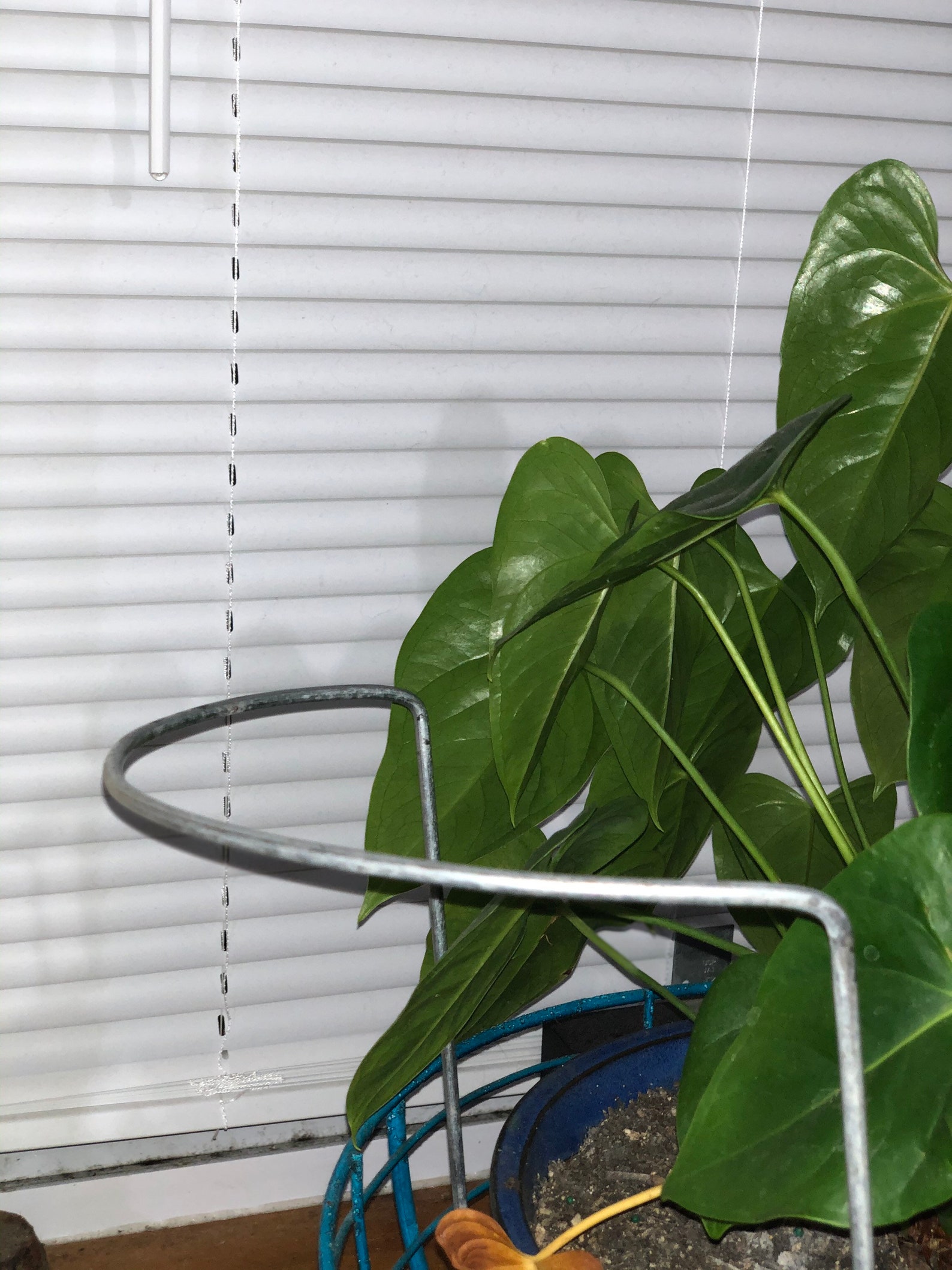 Plant Stands, Half Hoops, Garden Supports 8inx4inx20inches - Etsy