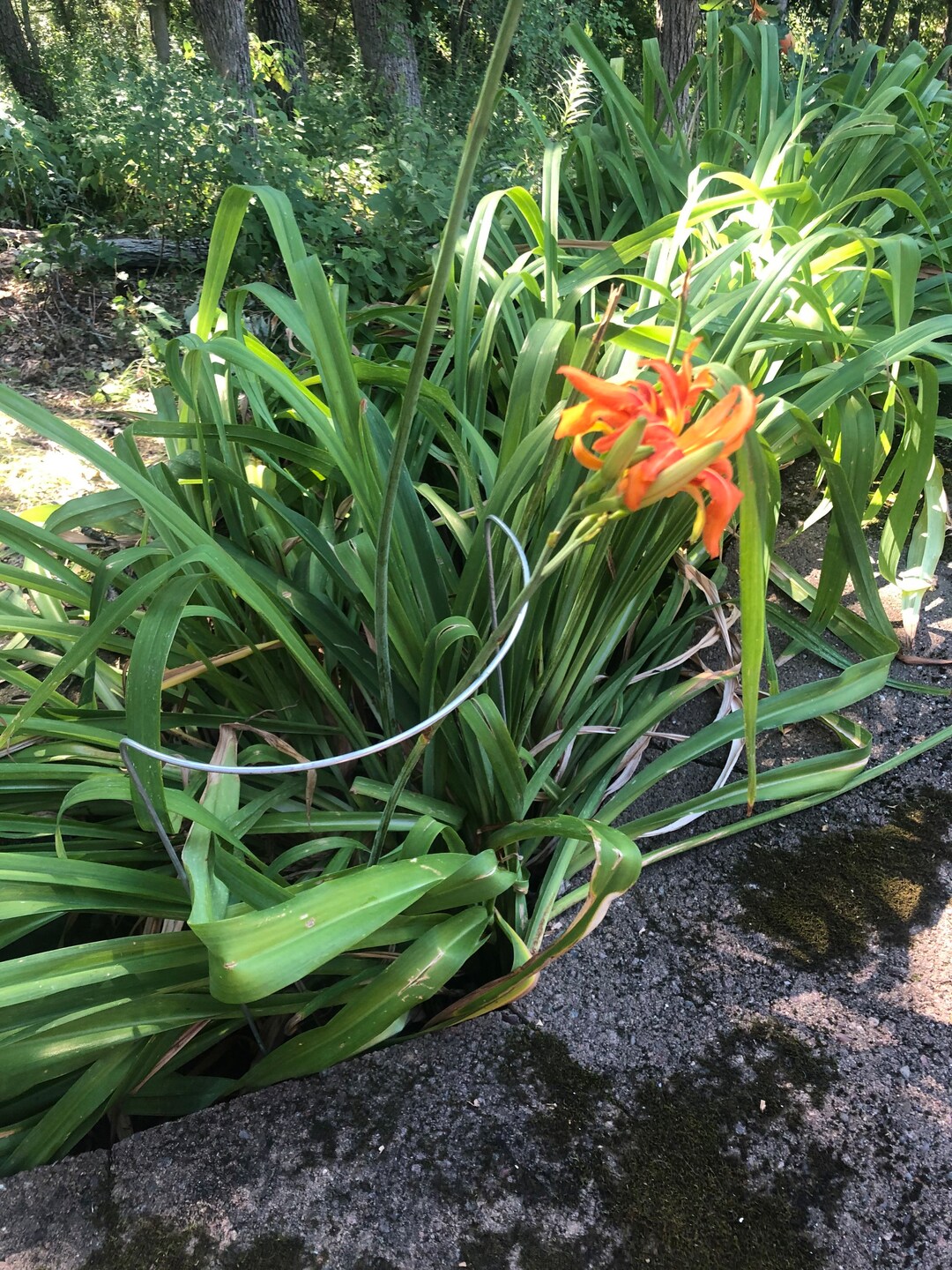 Plant Stands, Half Hoops, Garden Supports 8inx4inx20inches - Etsy