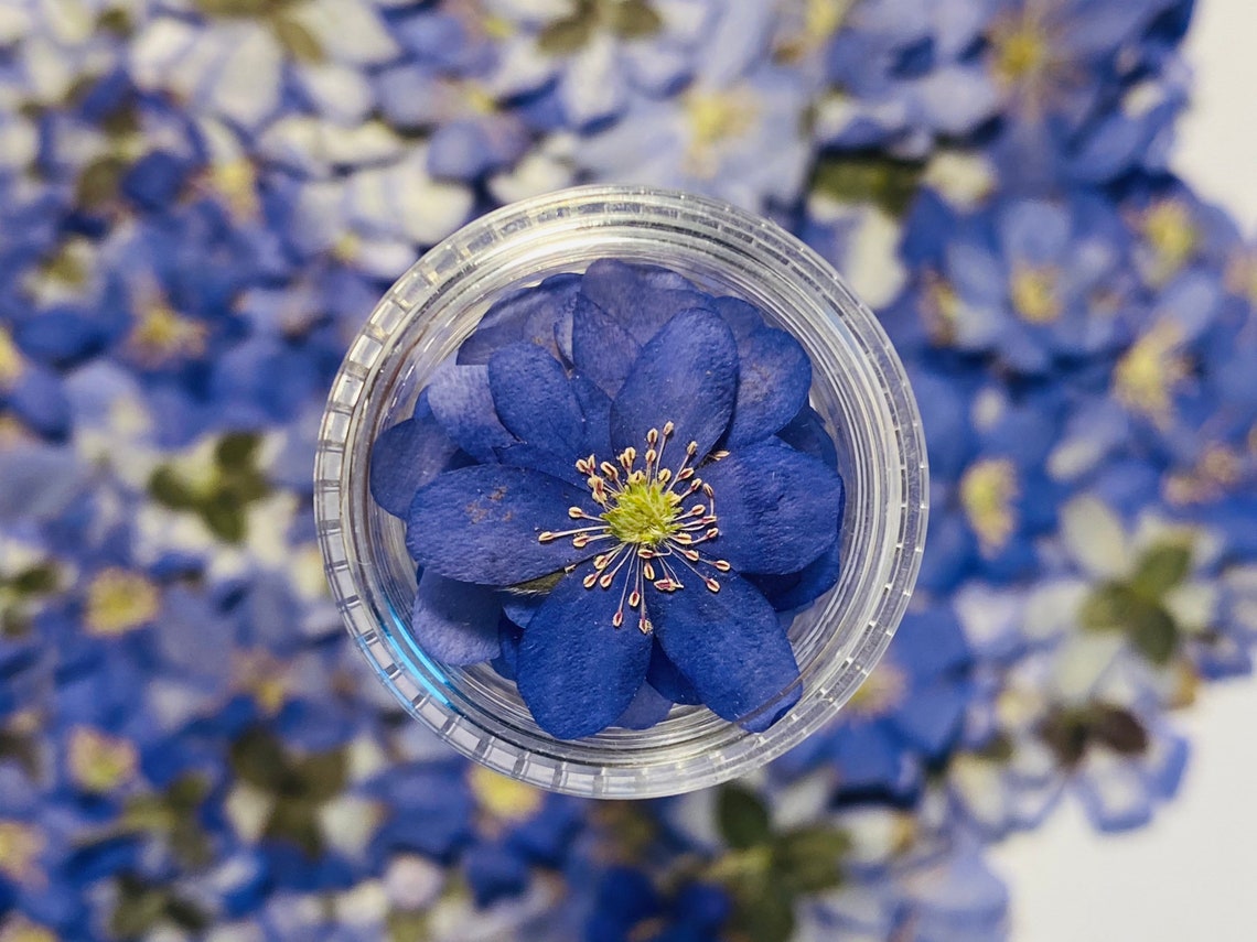 Press Dried Violets Dried Flowers Flowers Violets for | Etsy