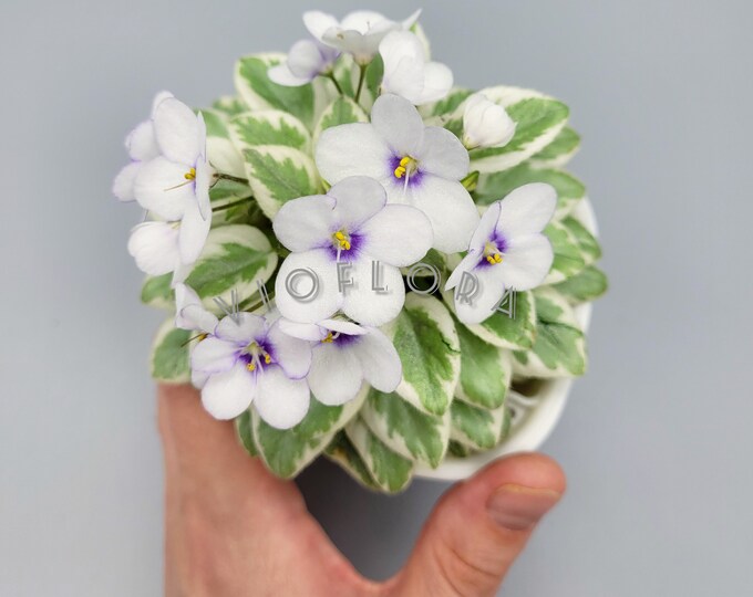 Very Rare 'leaf Chimera Rob's Lucky Penny' African Violet Miniature ...