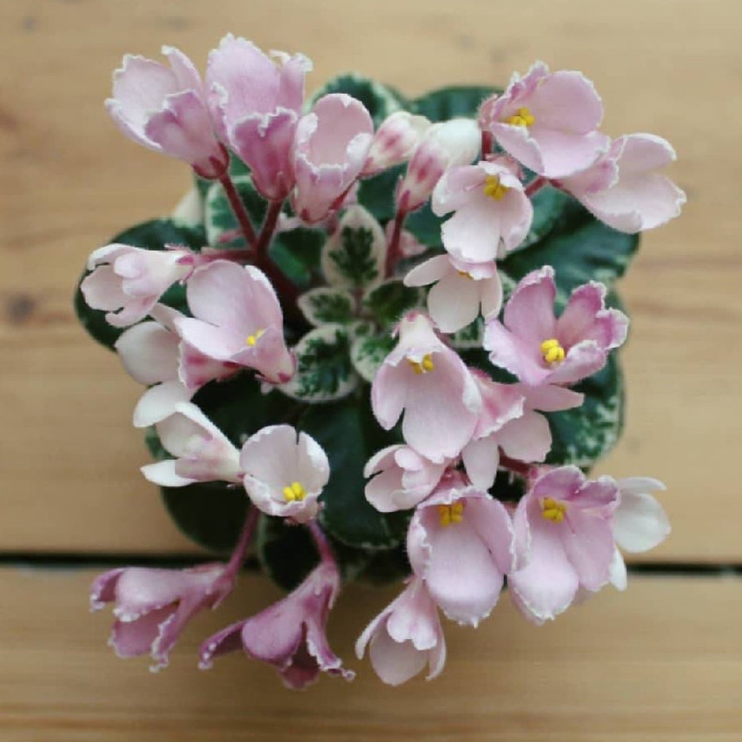 Miniature Variegated African Violet indoor 'chudesa V Reshete' Bell ...