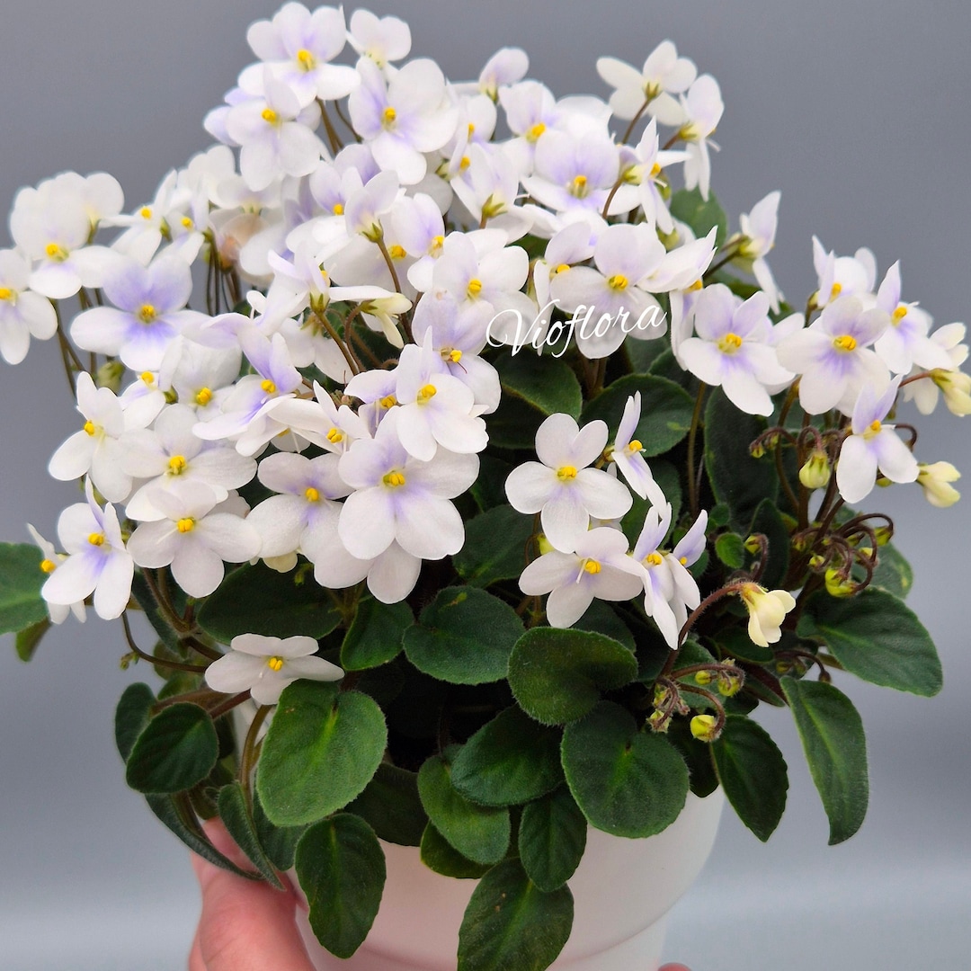 Indoor Blooming Plant|african Violet|trailer Miniature Saintpaulia ...
