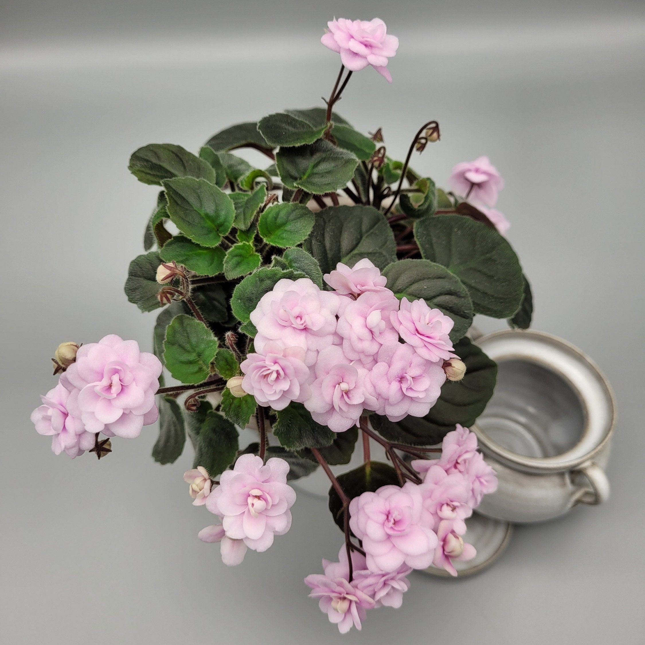 Trailer African Violet Indoor 'Rob's Vanilla - Etsy.de