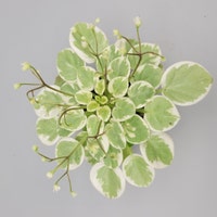 Very Rare 'leaf Chimera Rob's Lucky Penny' African Violet Miniature ...