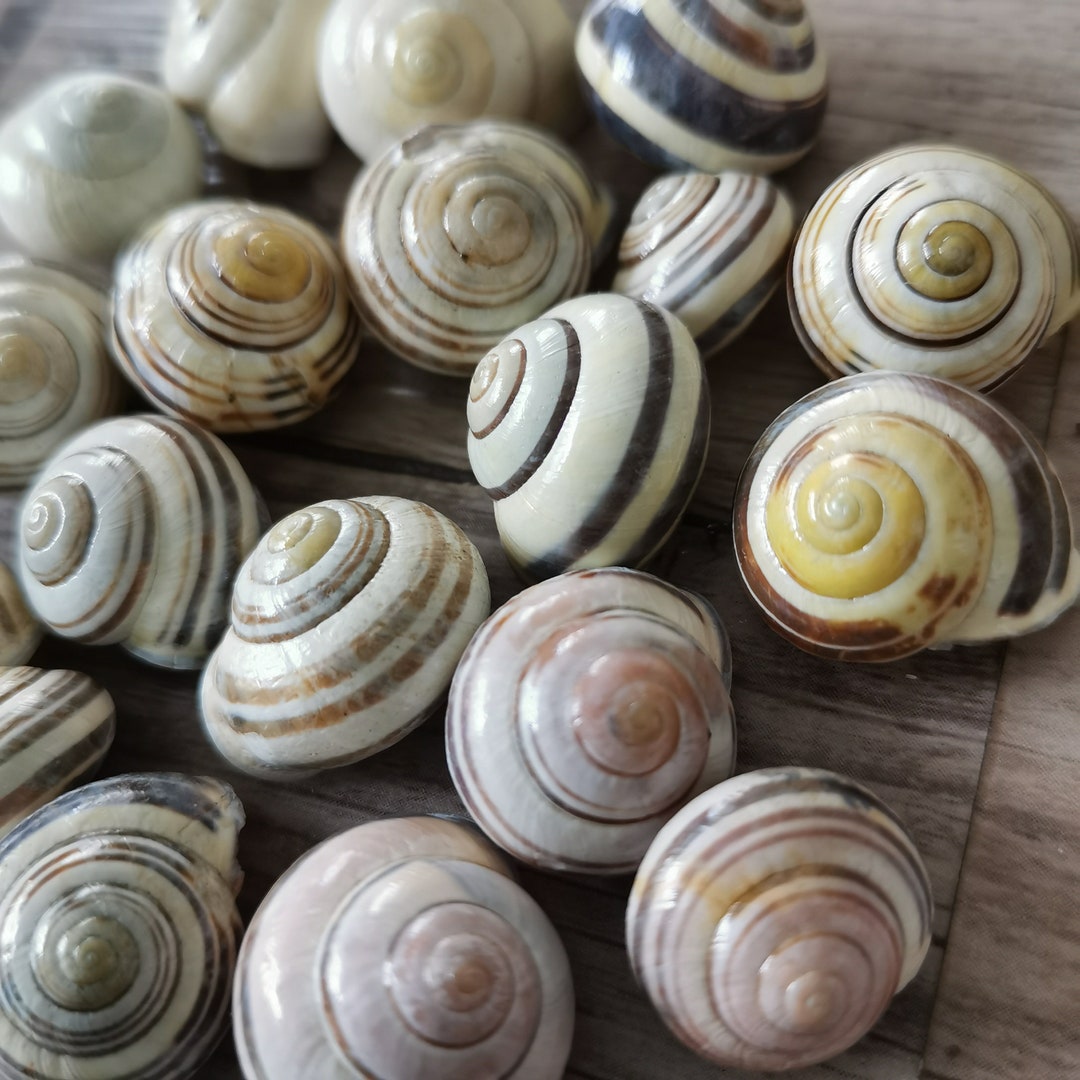 20 Snail Shells COOKED Empty DEKO FLORISTIK Snail Snail Crafts - Etsy