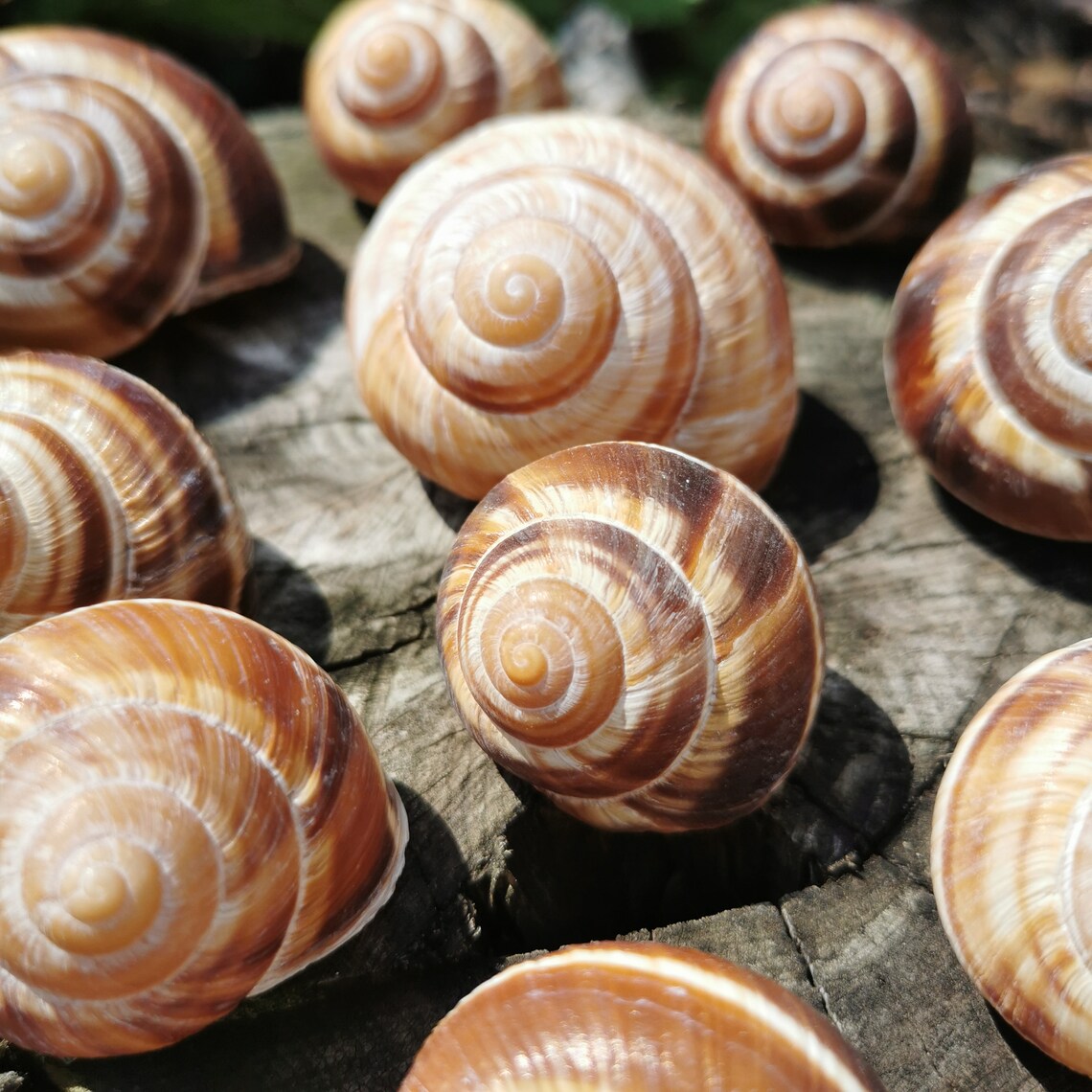 10 Beautiful Snail Shells BOILED Empty DECORATION FLORISTRY Snail ...
