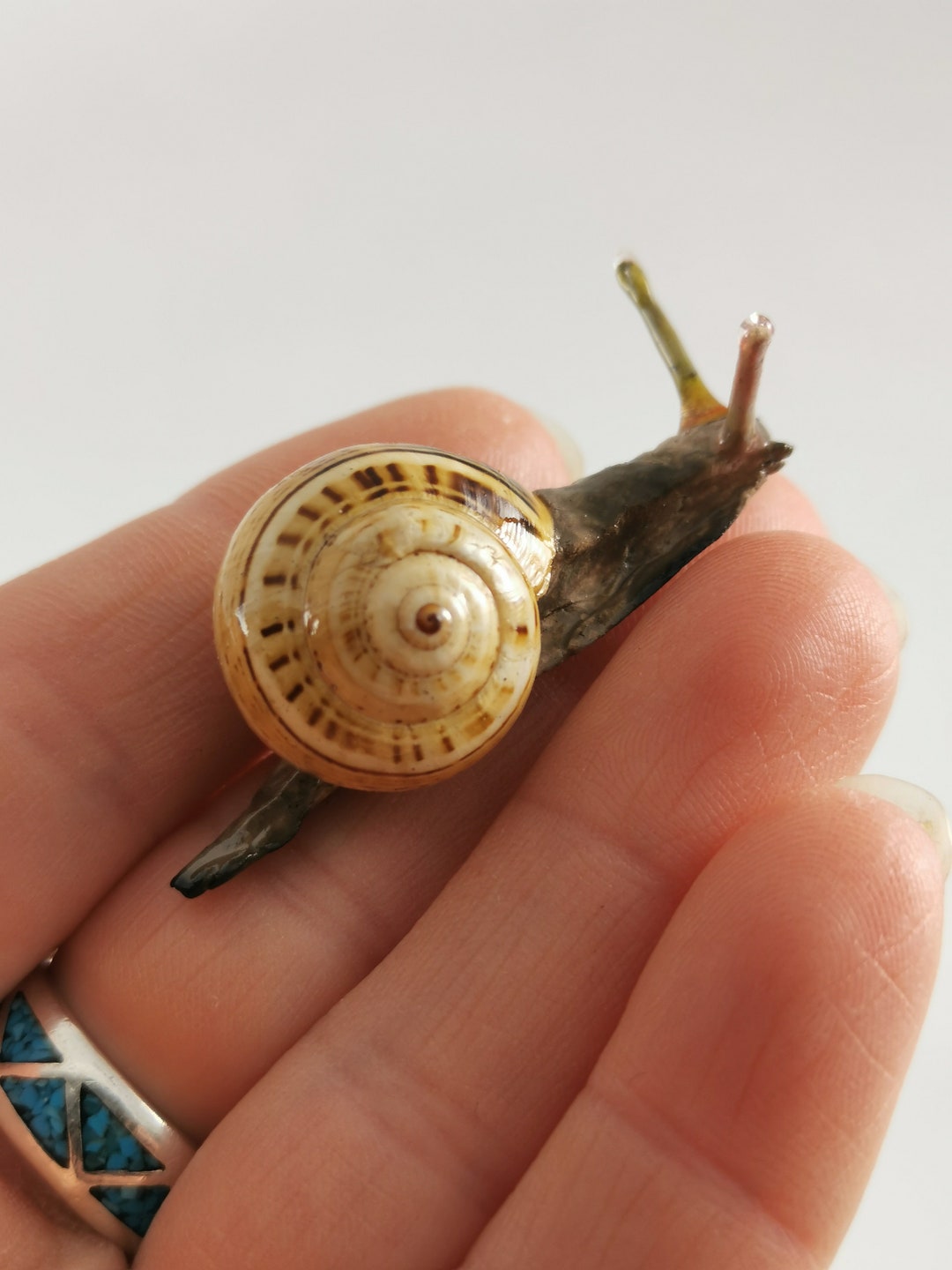 Snail, Handmade, Decoration, Snail, Modeling Clay - Etsy