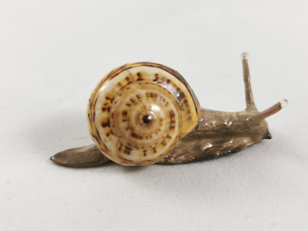 Snail, Handmade, Decoration, Edible Snail, Modeling Clay - Etsy