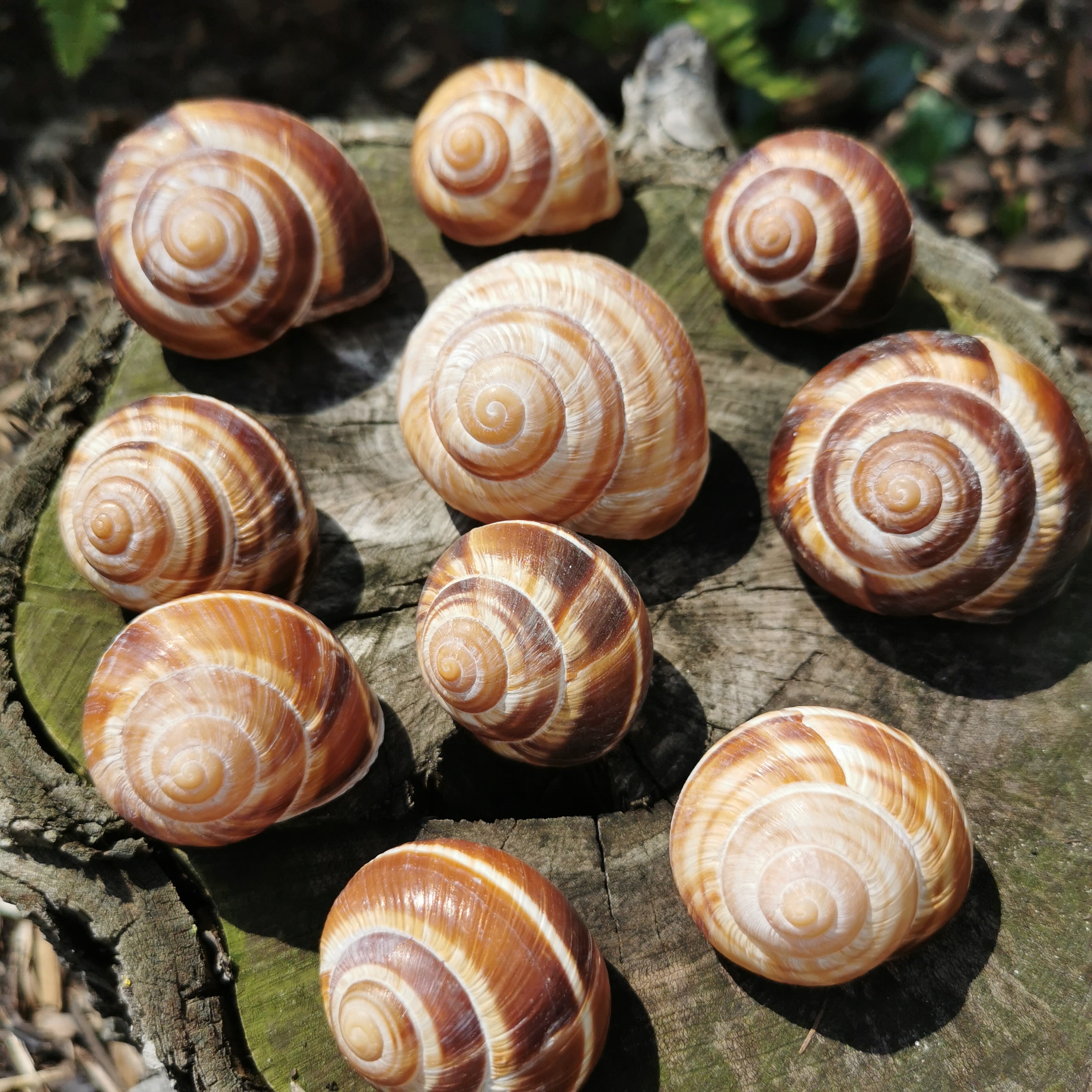 10 Beautiful Snail Shells BOILED Empty DECORATION FLORISTRY Snail ...