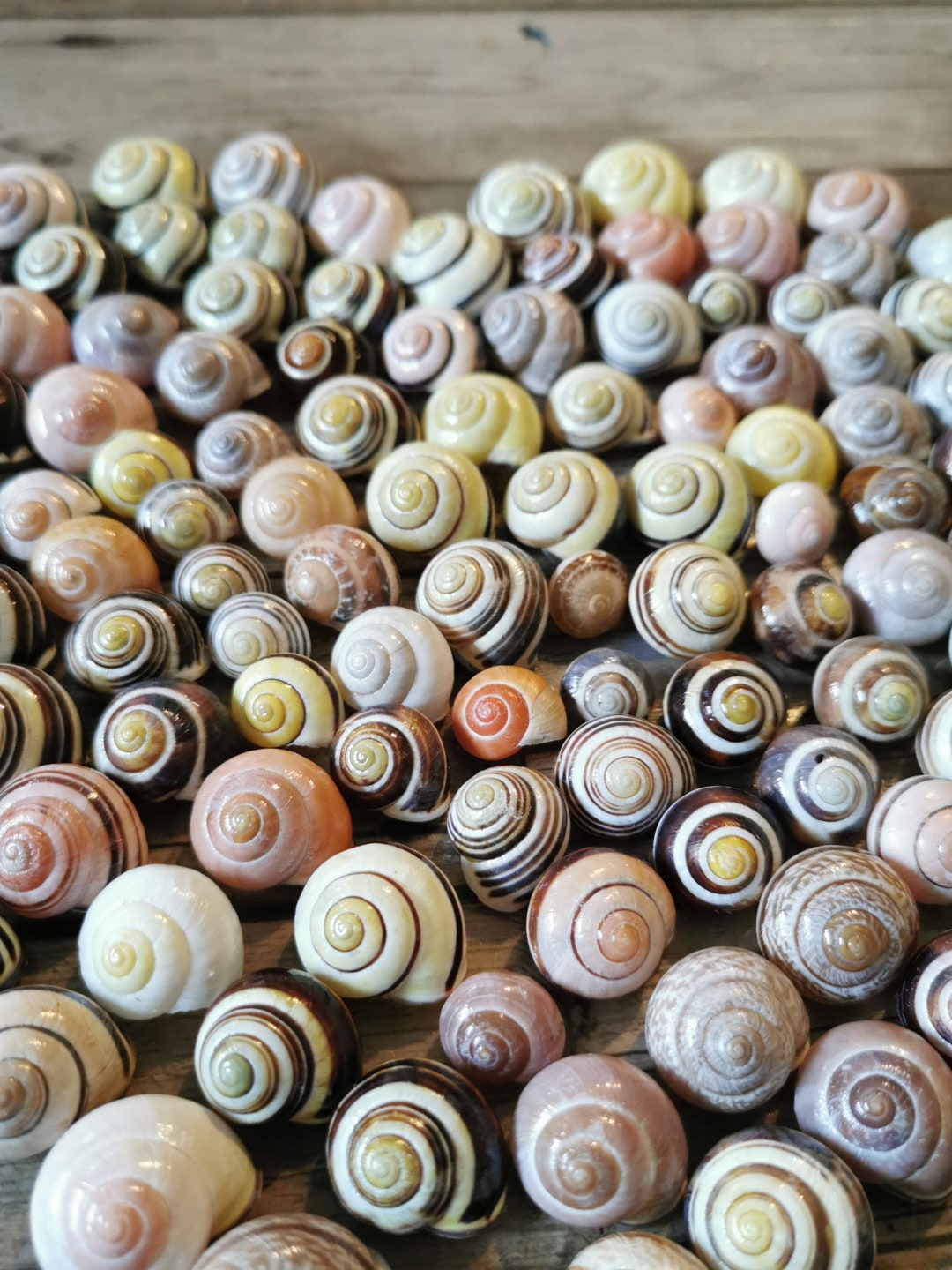 20 Snail Shells BOILED Empty DECORATION FLORISTRY Snail Shells Crafts ...