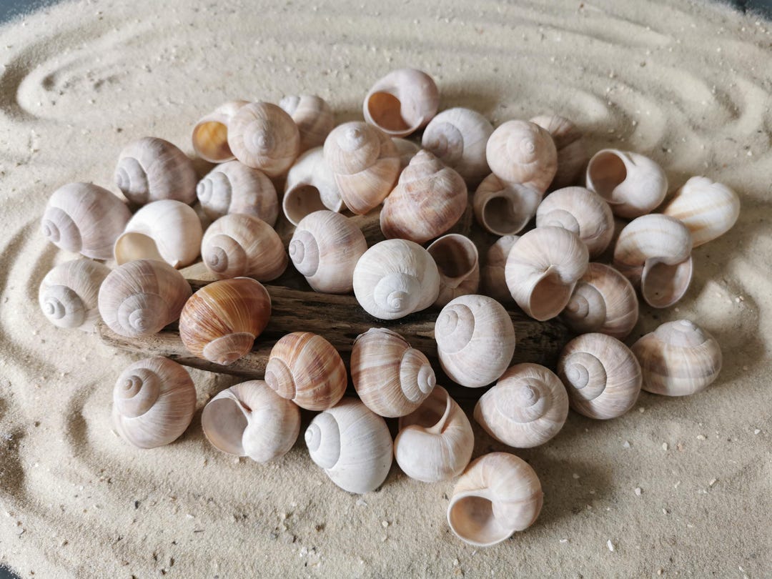 60 Snail Shells BOILED Empty DECORATION FLORISTRY Snail Crafts - Etsy