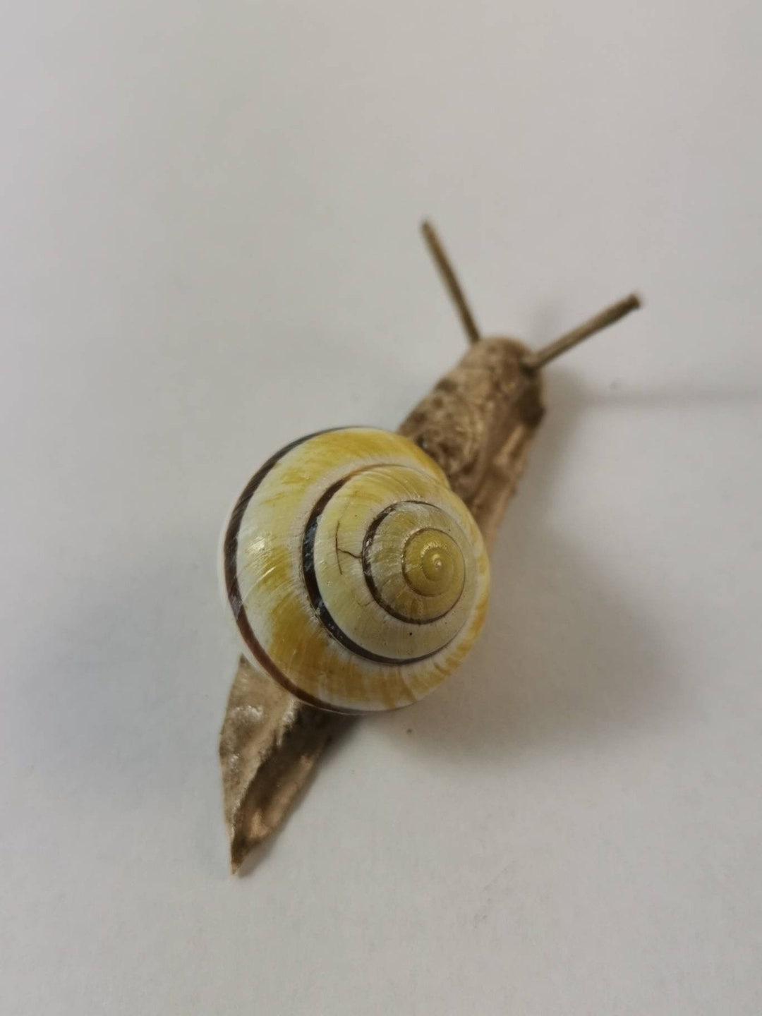 Snail, Handmade, Decoration, Edible Snail, Modeling Clay - Etsy