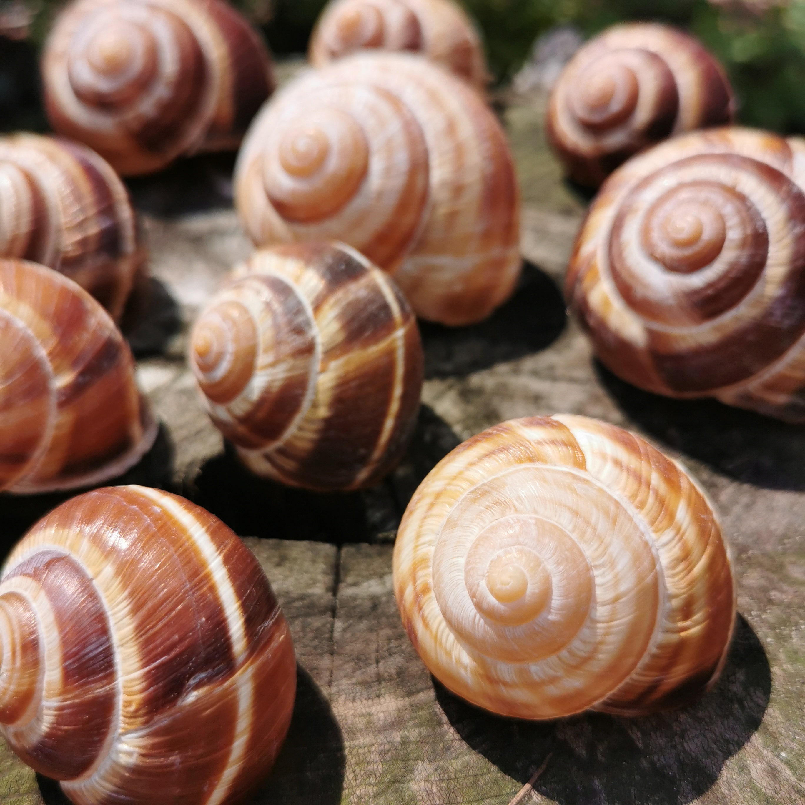 10 Beautiful Snail Shells BOILED Empty DECORATION FLORISTRY Snail ...