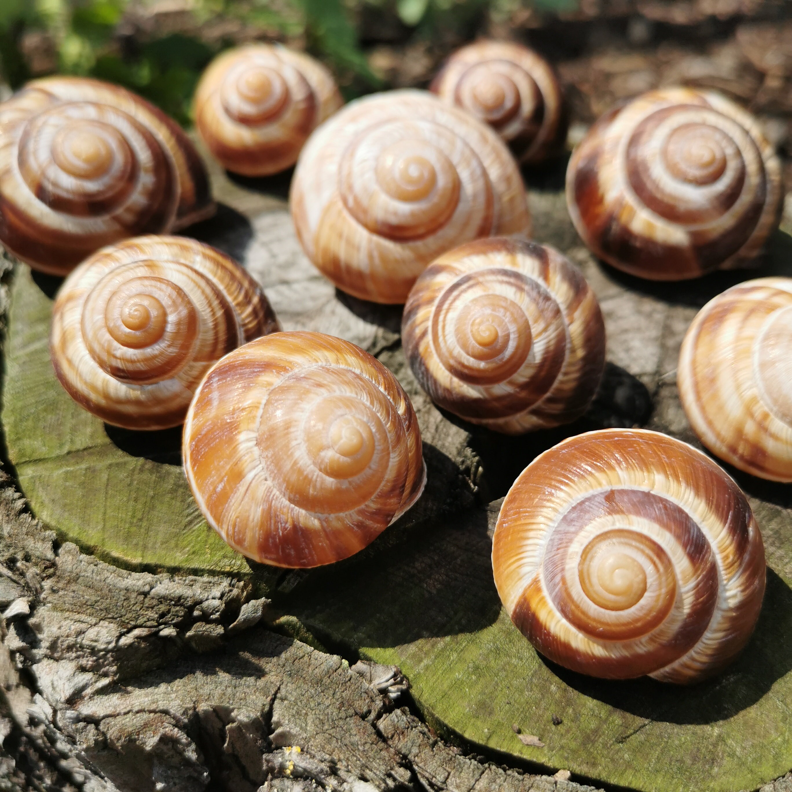 10 Beautiful Snail Shells BOILED Empty DECORATION FLORISTRY Snail ...