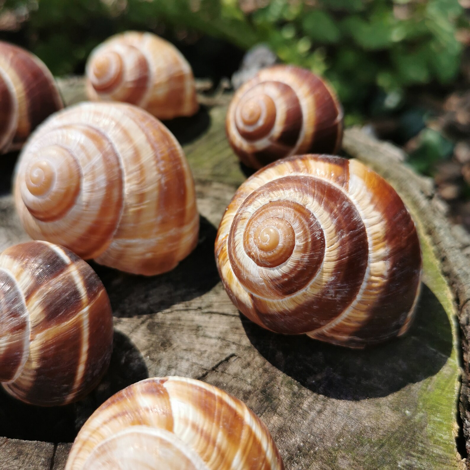 10 Beautiful Snail Shells BOILED Empty DECORATION FLORISTRY Snail ...