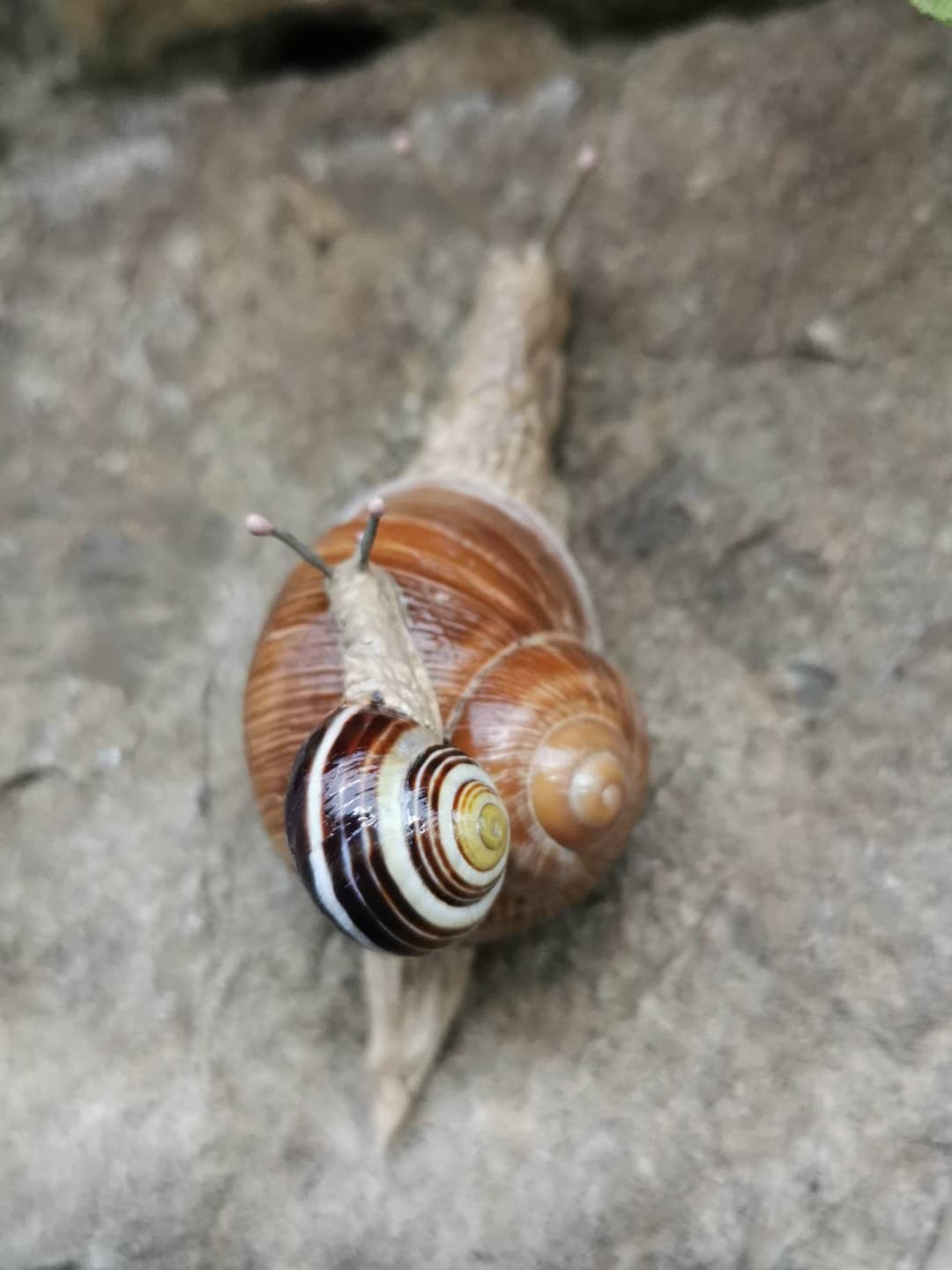 Lovingly Handcrafted Decorative Snail 114 - Etsy